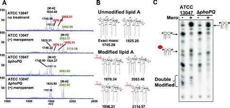 Analysis Of E Cloacae Lipid A After Meropenem Treatment A Maldi Tof Download Scientific