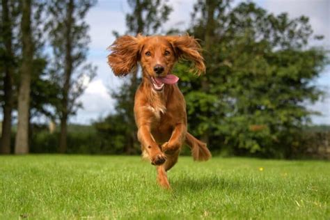 Mini Cocker Spaniel Breed Info Size Pictures Traits And Facts