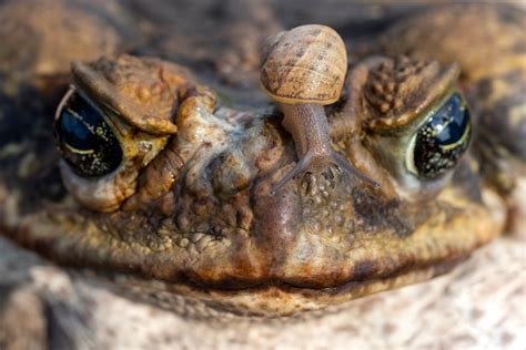 Premium Photo The Cane Toad The Giant Neotropical Toad
