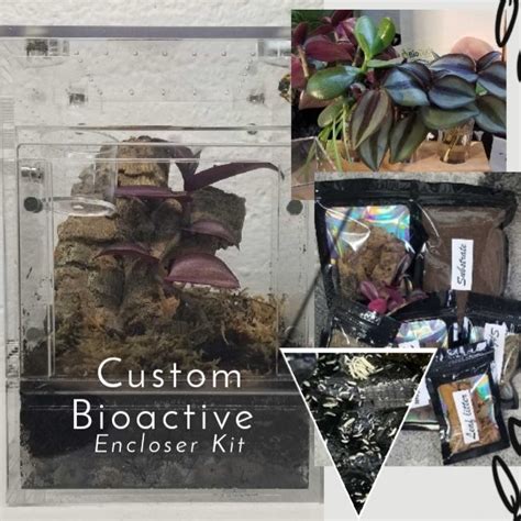 Custom Bioactive Enclosure Kit With Springtail Hayleys Jumpers