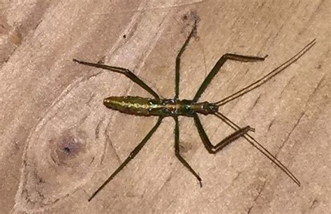 Assassin Bug Life Cycle From Birth To Hunting Predator Whats That Bug