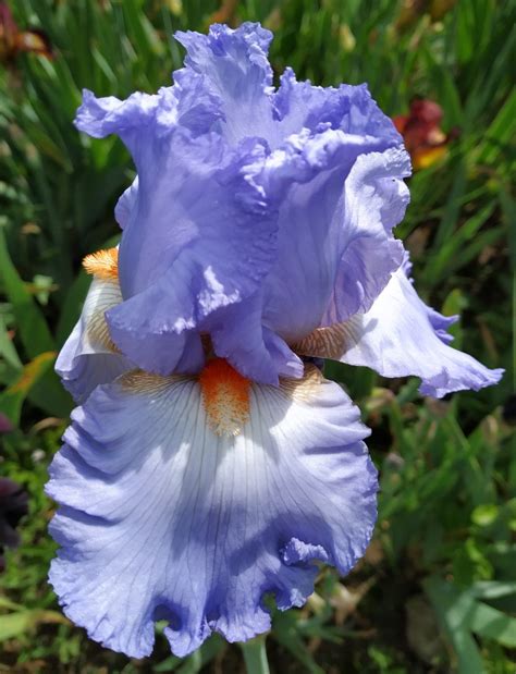 Iris Gresian Skies Clematite Ro