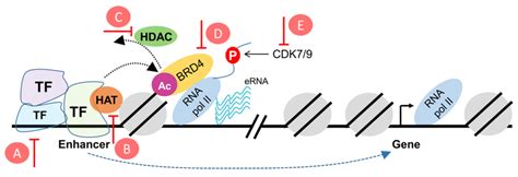 Schematic Representation Of Putative Targets To Reprogram The Enhancer