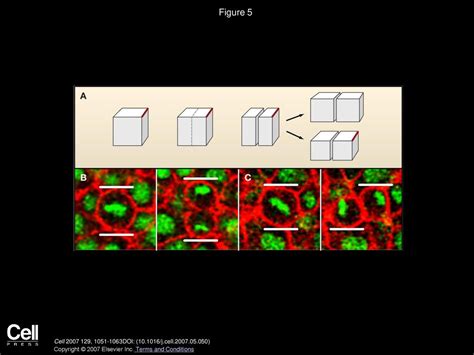 Planar Polarity And Tissue Morphogenesis Ppt Download