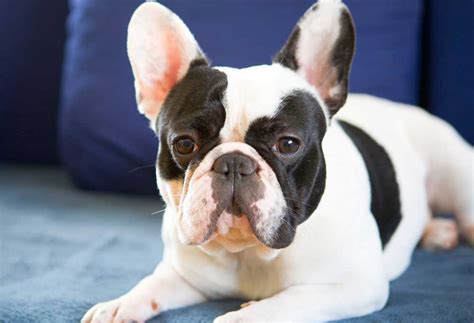 Why Does My Frenchie Stick His Tongue Out At Ryan Hannum Blog