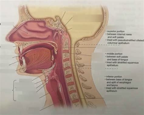 Lab Exam 3 Diagram Quizlet