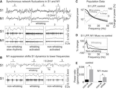 Motor Cortex Feedback Influences Sensory Processing By Modulating Network State Neuron