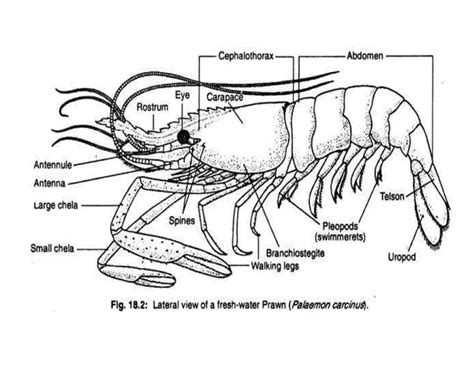Macrobrachium Rosenbergii Golda Shellfish Biology Pdf