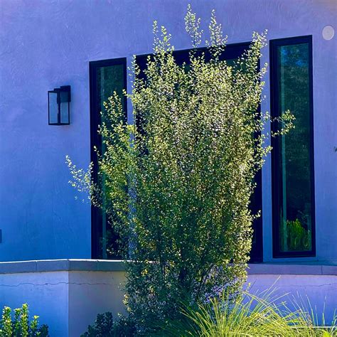 Pittosporum Silver Sheen Plants Express