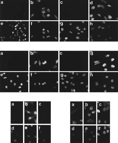 Subcellular Localization Of C Fos And C Jun Proteins In Mg132 Treated