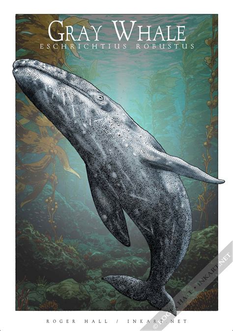 Gray Whale Poster Print Wildlife Illustration