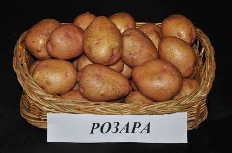 Картофель Розара: характеристика и описание сорта, правила выращивания ...