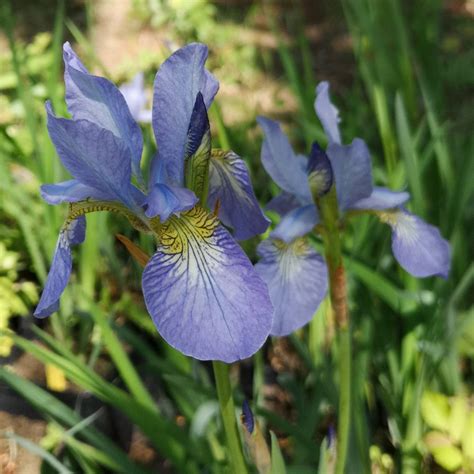 Siberi Iirisperry`s Blueiris Sibirica Rannamäe Puukool