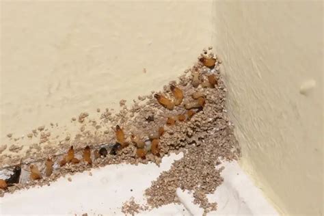 Identifying The Signs Of Termite Infestation Pest Control Hacks