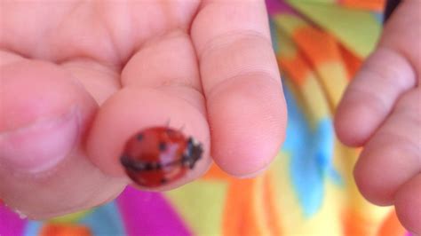 The Beginning Cherry Frog