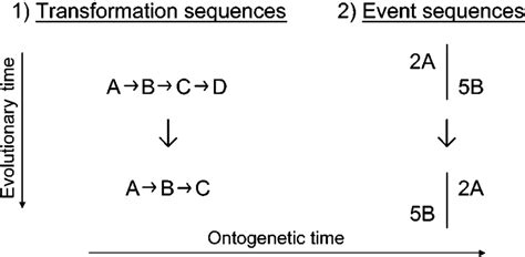 The Two Types Of Ontogenetic Sequences That Can Be Observed Velhagen