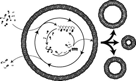 Progress In Synthesizing Protocells Pmc