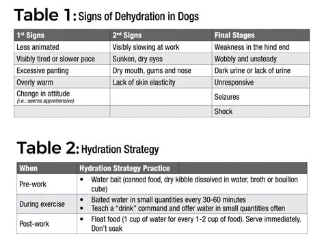 Fueling Performance Keep Your Dog Hydrated Working Dog Magazine