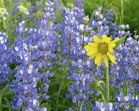 Lavendar Lupines And A Dwarf Sunflower Photograph By David Dole Fine