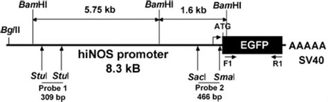 Transgene Construct Schematic Representation Of The Dna Construct Used
