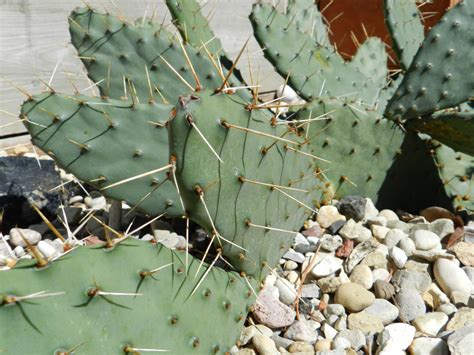Growing Prickly Pear Cactus Dengarden