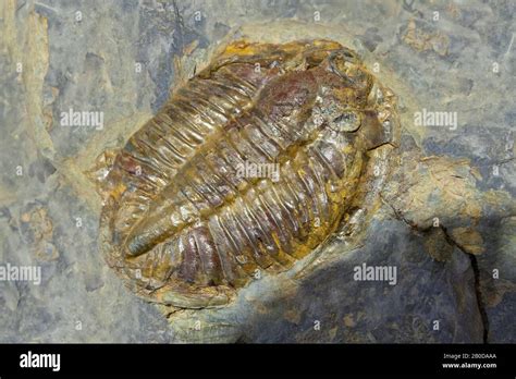 Arthropod Fossil