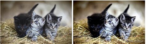 Mmdetection框架速成系列 第07部分：数据增强的n种方法mmdetection数据增强 Csdn博客