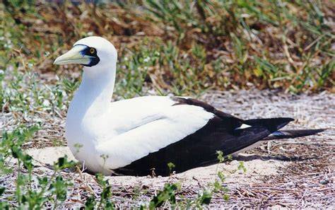 Species Profile—sula Dactylatra Masked Booby Environment Land And