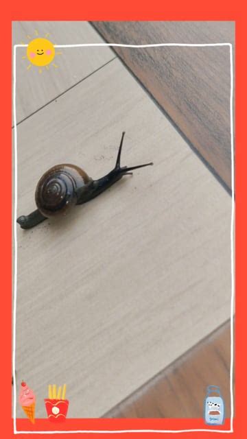 Snail Shell Insect Free Stock Video Pixabay