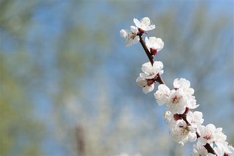 정원 나무의 봄 꽃입니다 살구 나 뭇 가지에 꽃 개화 빈 공간 파란색 디 포커 배경 0명에 대한 스톡 사진 및 기타 이미지 0명 4월 개화기 Istock