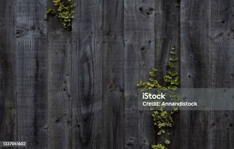 나뭇잎이 있는 나무 벽 소박한 나무 배경에 노란색과 녹색으로 천연 포도 나무 잎 복사 공간 배경과 정원에서 오래된 나무 울타리 0명에 대한 스톡 사진 및 기타 이미지