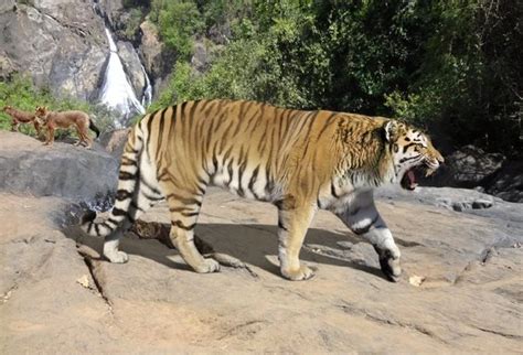 Ngandong Tiger Sciifii Wiki Fandom