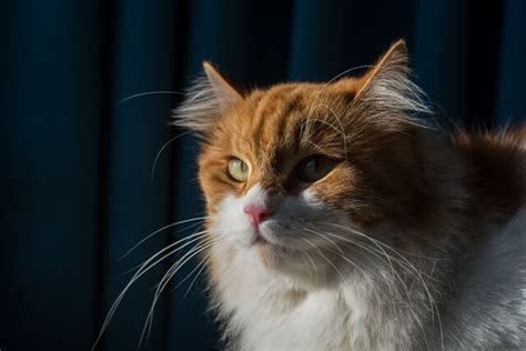 10 Halloween Tips To Keep Your Kitty Calm