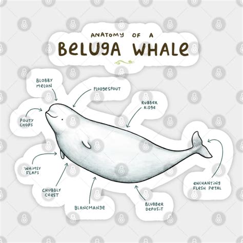 Anatomy Of A Beluga Whale Beluga Whale Sticker Teepublic