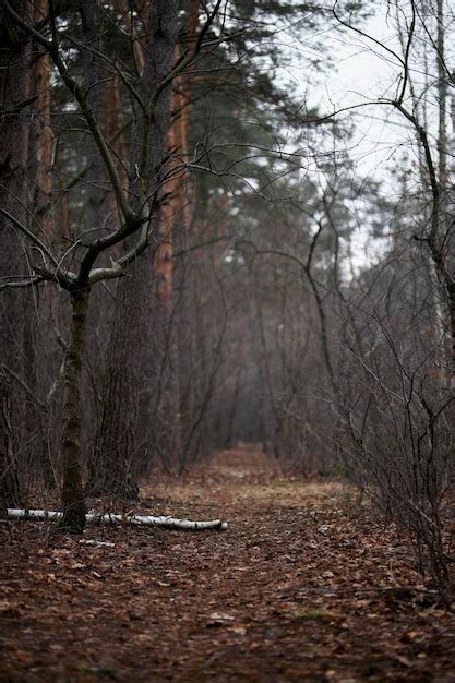 Premium Photo Pine Trees Without Leaves In The Autumn Forest Pine