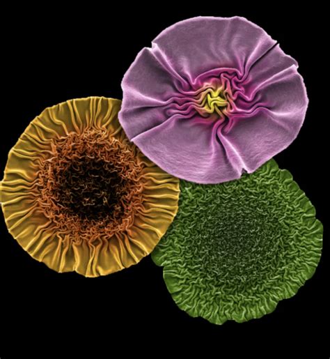 네이처 선정 올해 최고 과학 이미지폭우에 떠밀리는 치타 外