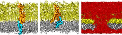 Atomistic Simulations Of Electroporation Of The E Coli Outer Membrane Download Scientific