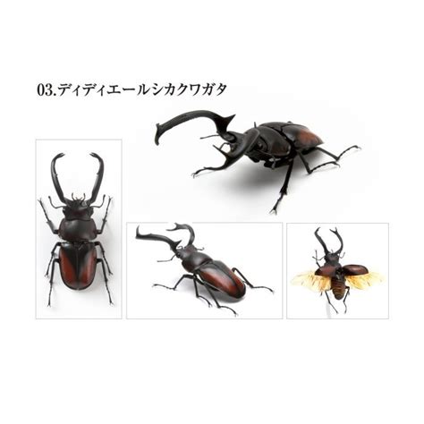 Jual Rhaetulus Didieri Stag Beetle Kuwagata 02 Ikimono Bandai Gacha Figure Shopee Indonesia
