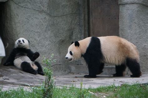 Mother With Cub Giant Pandas Follow Our Trip At Trekking… Flickr