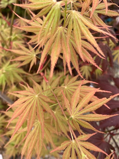 Buy Acer Palmatum Orange Flame Great Fall Color Japanese Maple — Mr
