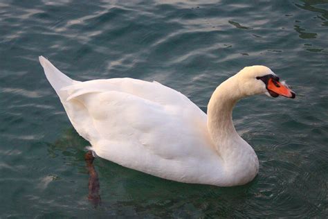 음소거 백조 깃털 들새 관찰 Pixabay의 무료 사진