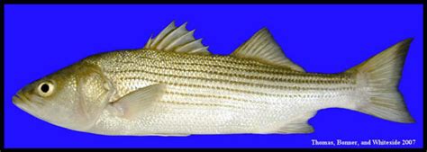 Temperate Basses And Crappie Amistad National Recreation Area Us