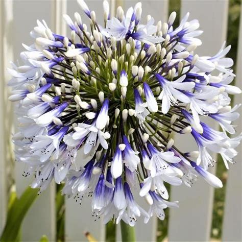 Expoplant - Acquista online: Agapanthus twister