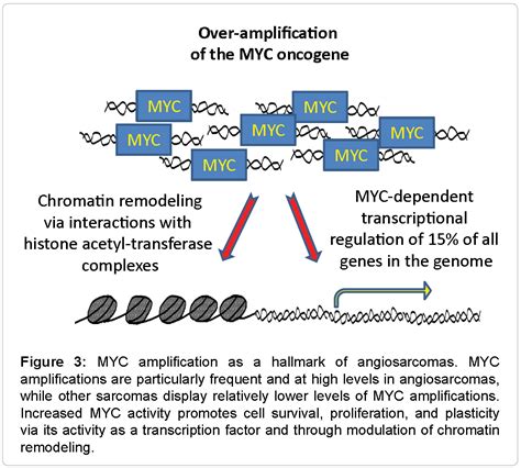 Aberrations In Angiogenic Signaling And Myc Amplifications Are Di