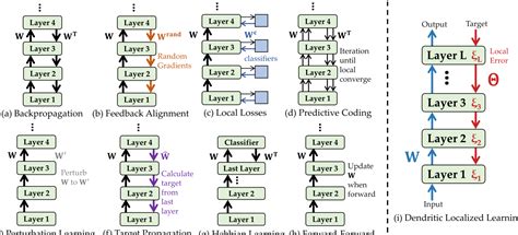 [论文审查] Dendritic Localized Learning Toward Biologically Plausible Algorithm