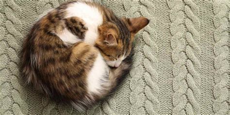 Why Do Cats Curl Into Balls When Sleeping A Veterinarian Explains