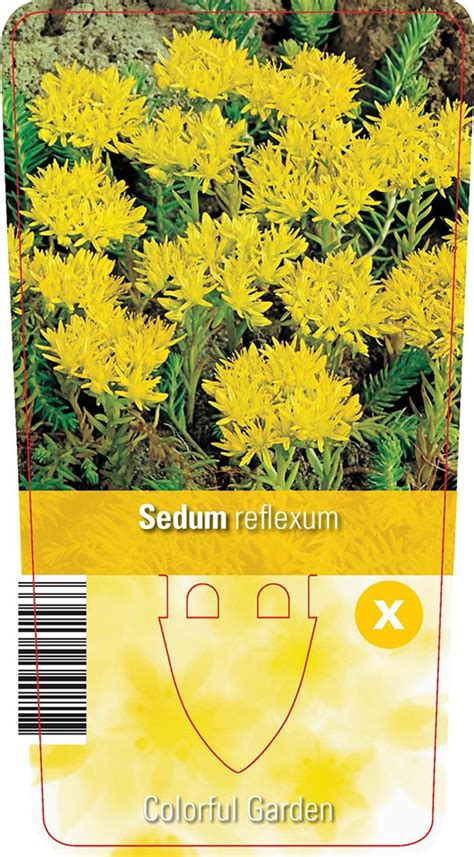Sedum Reflexum — Plant Wholesale Floraccess