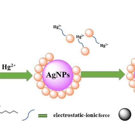 Schematic Representation Of The Colorimetric Sensing Of Hg 2 By Download Scientific Diagram
