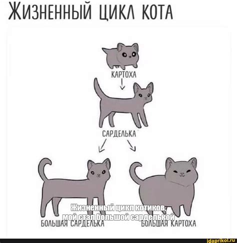 Мем Жизненный цикл котиков мой стал большой сарделькой Все шаблоны Meme