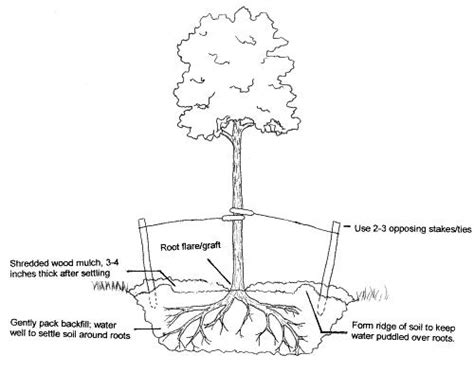 Seed To Feed Me BARE ROOT TREE PLANTING